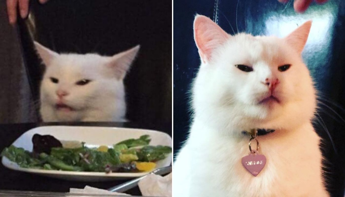 ¿Como nació el Meme del Gatito que es Furor? - JotaPosta